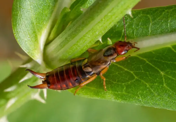 How to Identify, Remove & Prevent Earwig Infestations